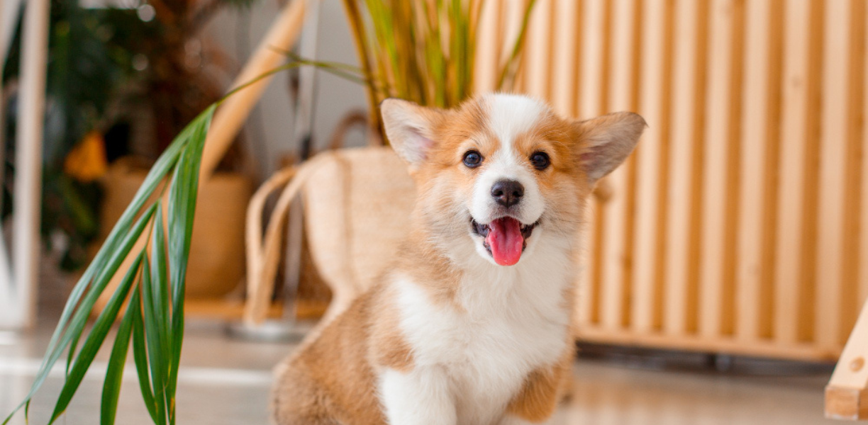 Boarding Form | Family Pet Care